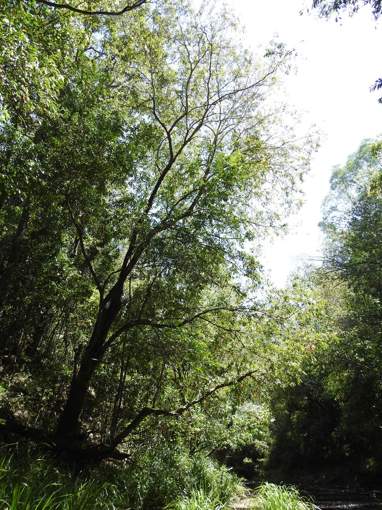 weeping lilli pilli from Bauple Forest QLD 4650, Australia on October ...