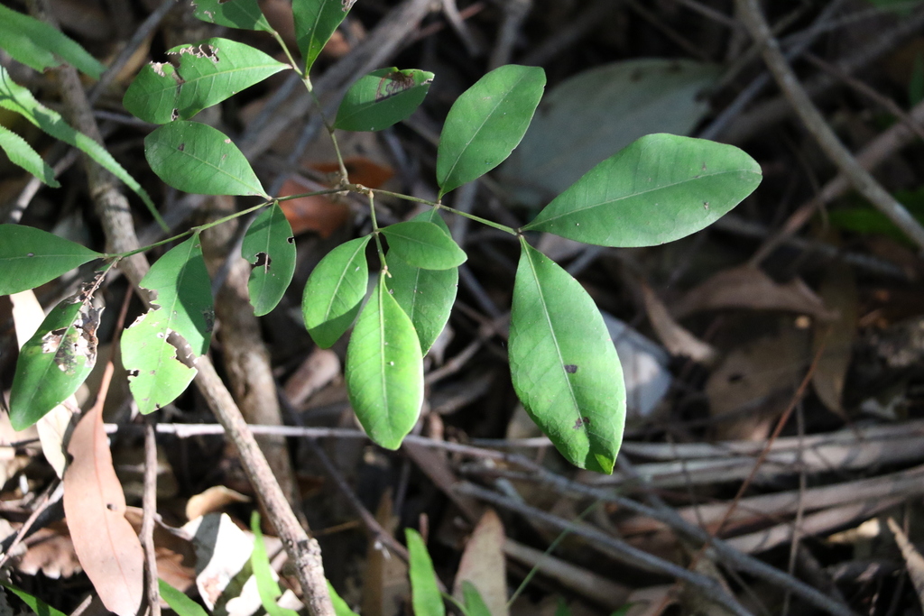 Guioa from Maroochy, Queensland, Australia on October 3, 2021 at 03:31 ...
