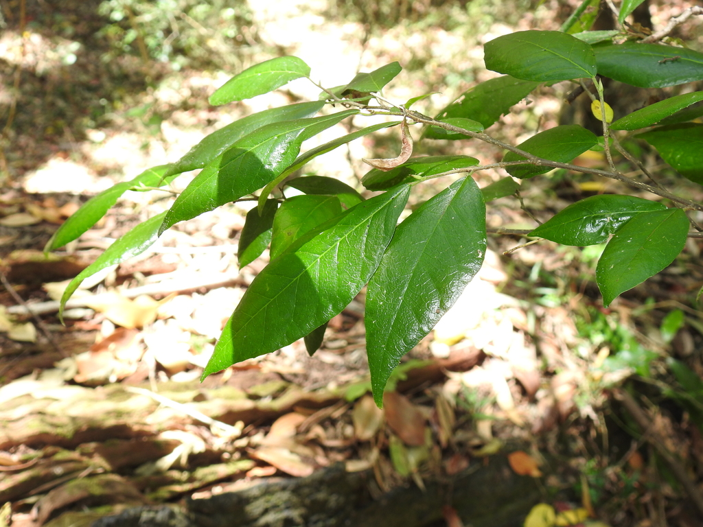 whalebone tree from Bauple Forest QLD 4650, Australia on October 04 ...