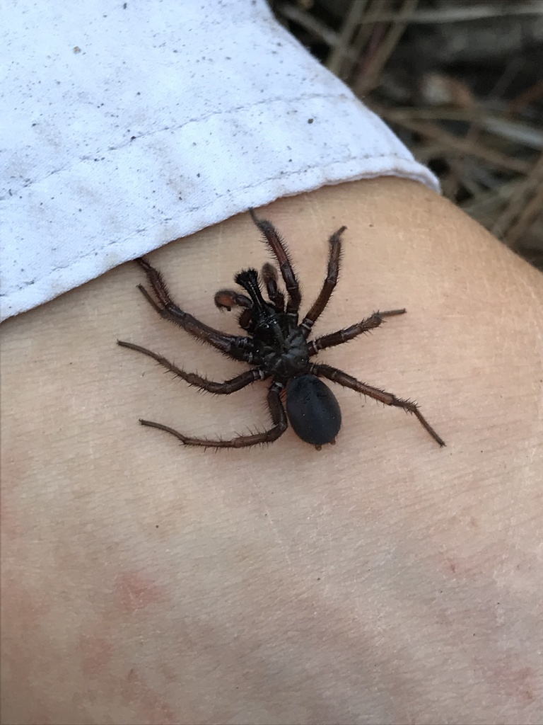 California Turret Spider from Point Lobos State Natural Reserve, Carmel ...