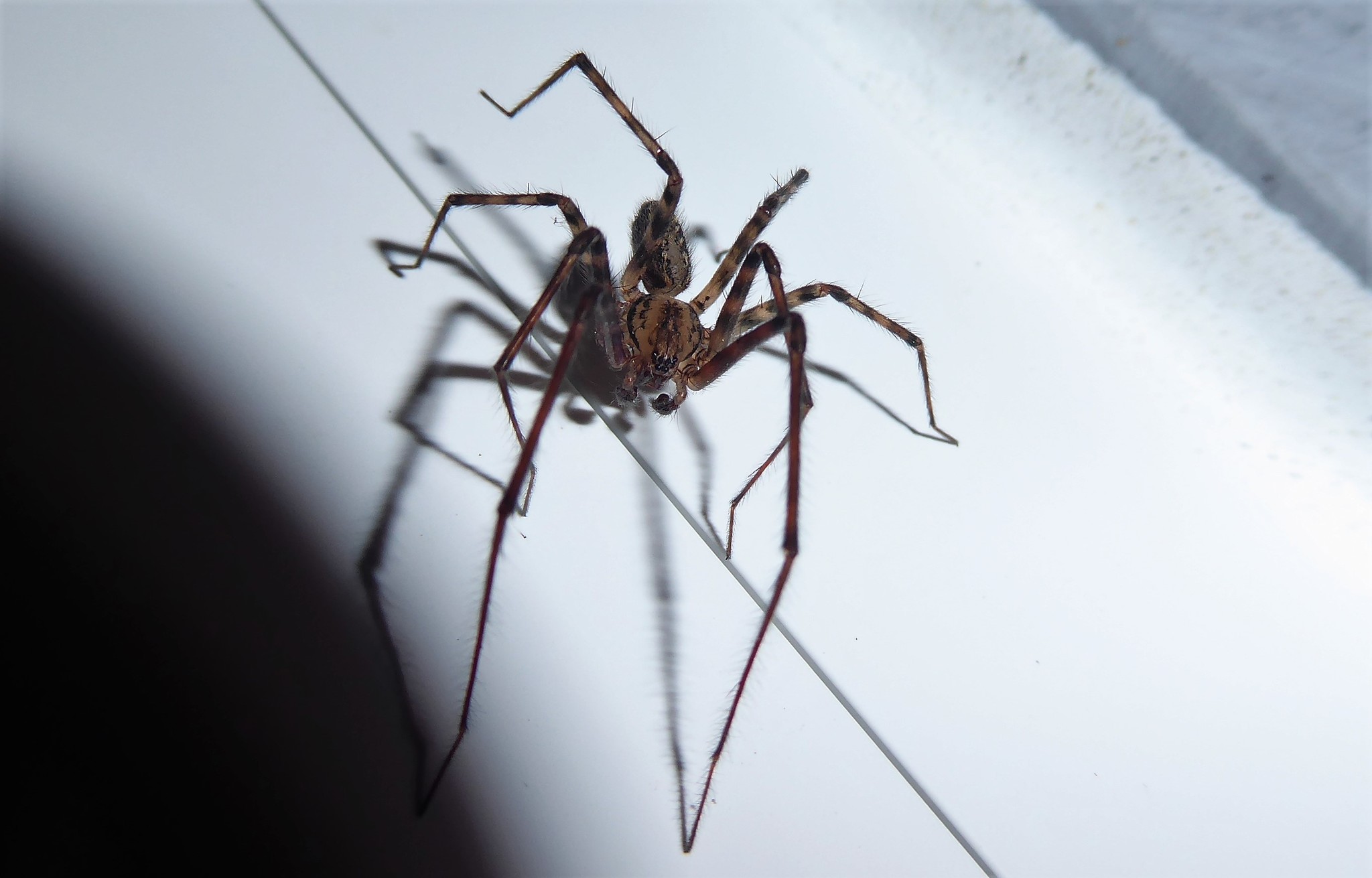 Nanocambridgea Forster & Wilton, 1973