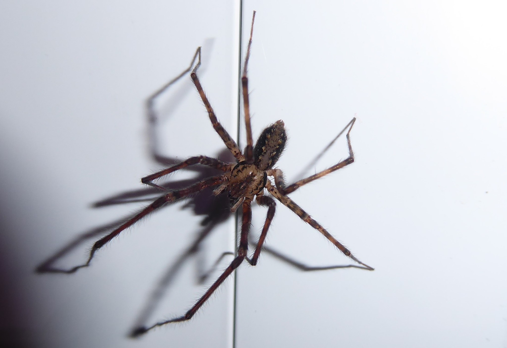 Nanocambridgea Forster & Wilton, 1973