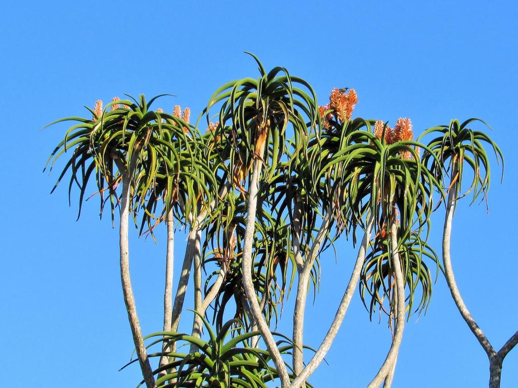 Eastern Tree Aloe (Biodiversity of Fairy Glen Private Nature Reserve ...