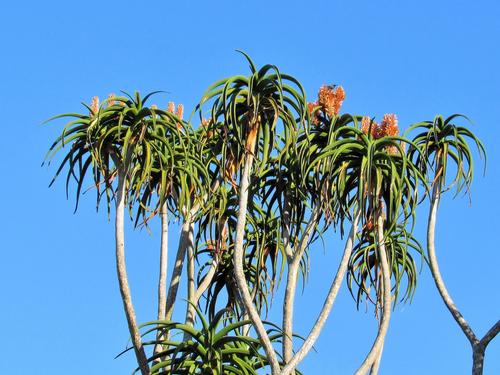 Eastern Tree Aloe (Aloidendron barberae) · iNaturalist