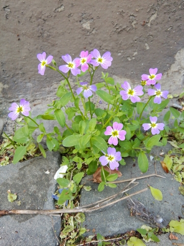 Virginia Stock (Malcolmia maritima) · iNaturalist