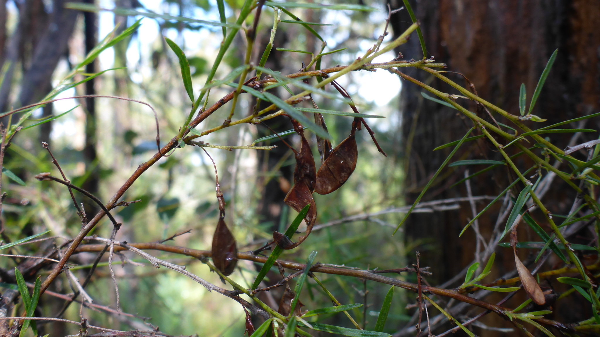 Bossiaea linophylla R.Br.