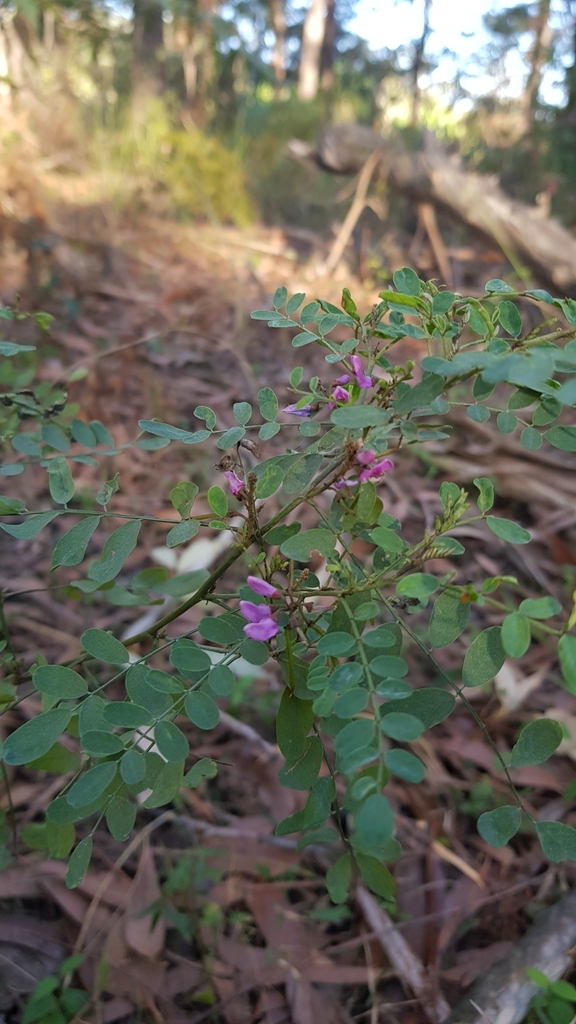 Australian Indigo from Pymble NSW 2073, Australia on October 4, 2021 at ...