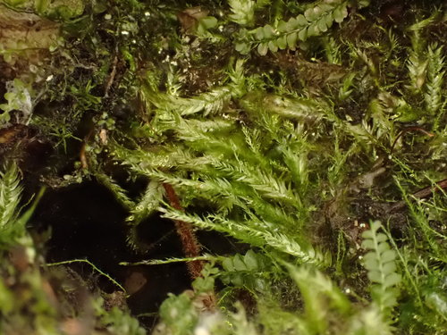 Musgo (Isopterygiopsis muelleriana)