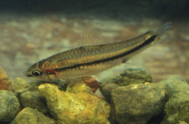 (Enteromius inaequalis) - Marine Life Identification