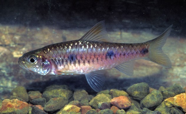 (Enteromius tiekoroi) - Marine Life Identification