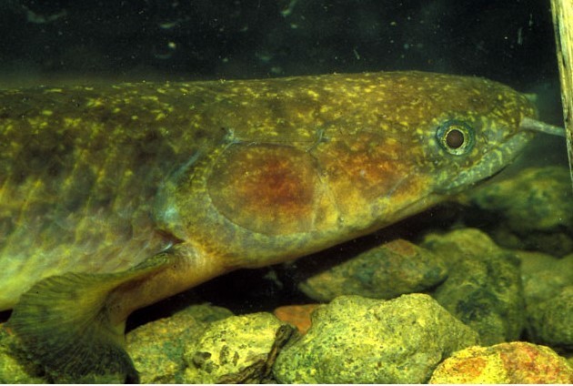 Polypterus Buettikoferi