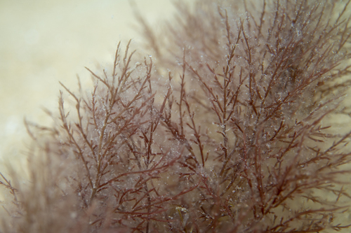 Chondria subfasciculata · iNaturalist