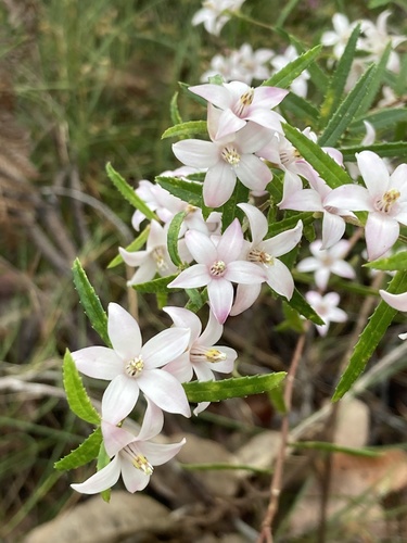 Waxflower (Crowea angustifolia) · iNaturalist Australia