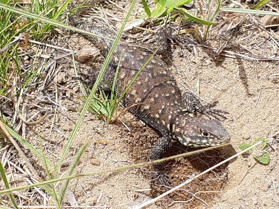Tropidurus itambere Rodrigues, 1987