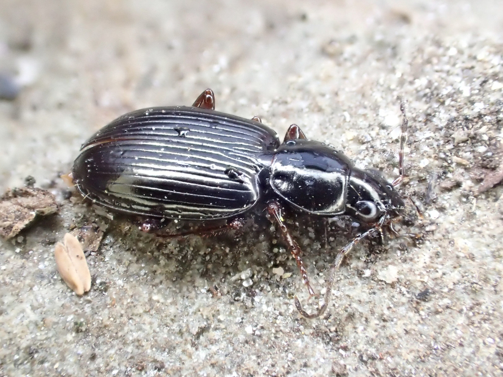 Agonum punctiforme from Takoma Park, Maryland, USA on April 17, 2018 at ...