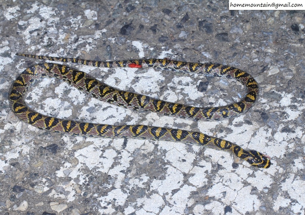 Mandarin Ratsnake in August 2021 by Home Mountain · iNaturalist