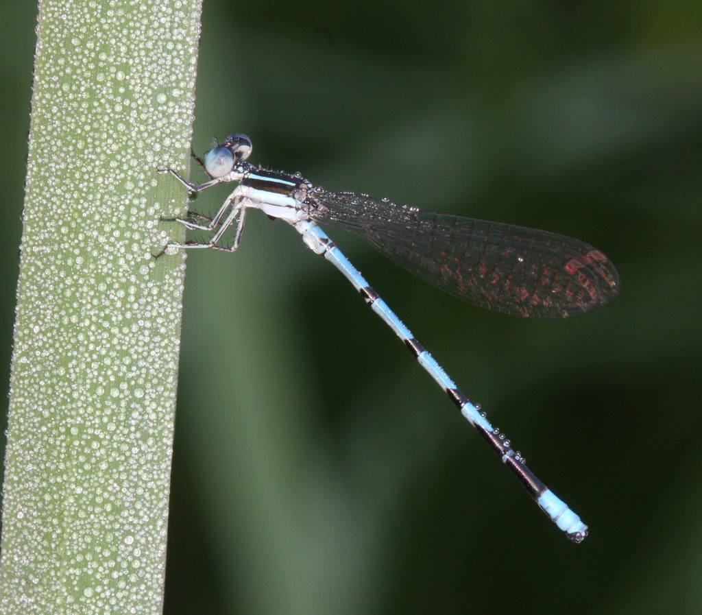 Seepage Dancer (Dragonflies and Damselflies of Alabama) · iNaturalist