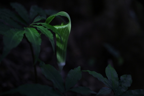 Subspecies Arisaema heterocephalum heterocephalum · iNaturalist
