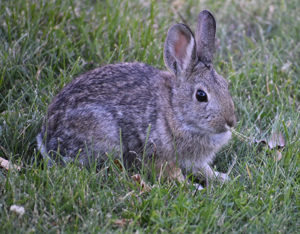 Mountain Cottontail (Rocky Mountain Fauna) · iNaturalist