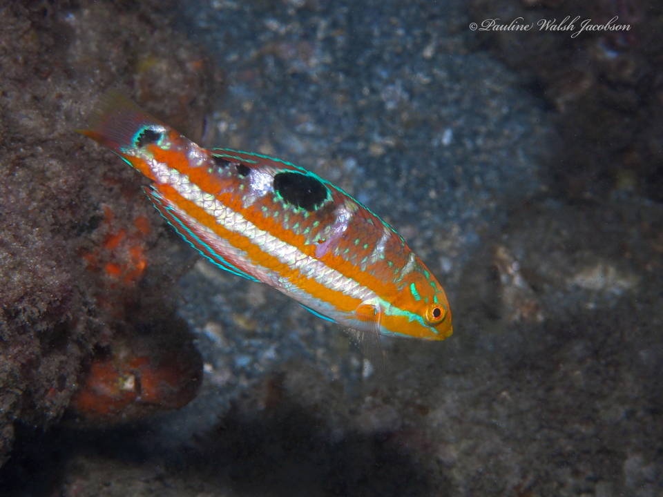 Puddingwife Wrasse (Halichoeres radiatus) - Marine Life Identification
