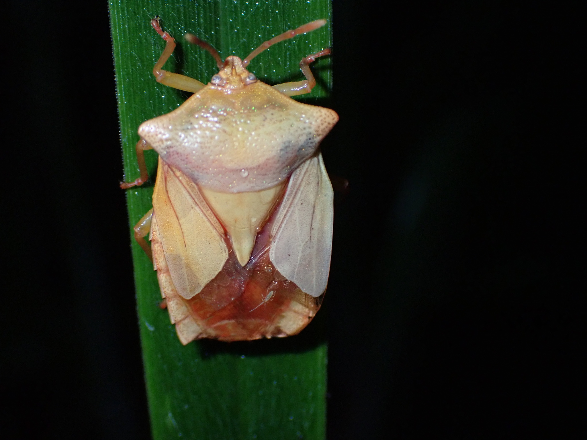 Pygoplatys Dallas, 1851