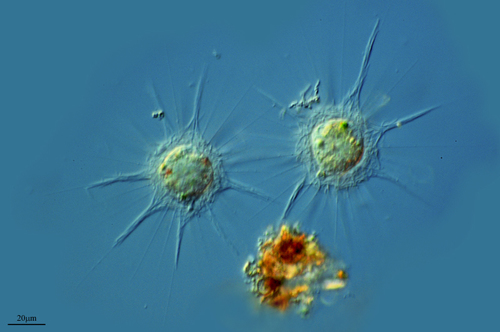 Family Raphidiophryidae · iNaturalist