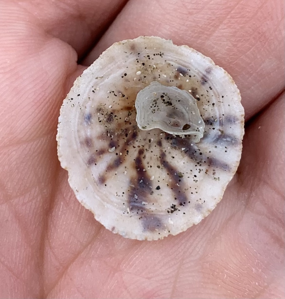 Crucibulum personatum from Panama City, Panamá, PA on October 04, 2021 ...