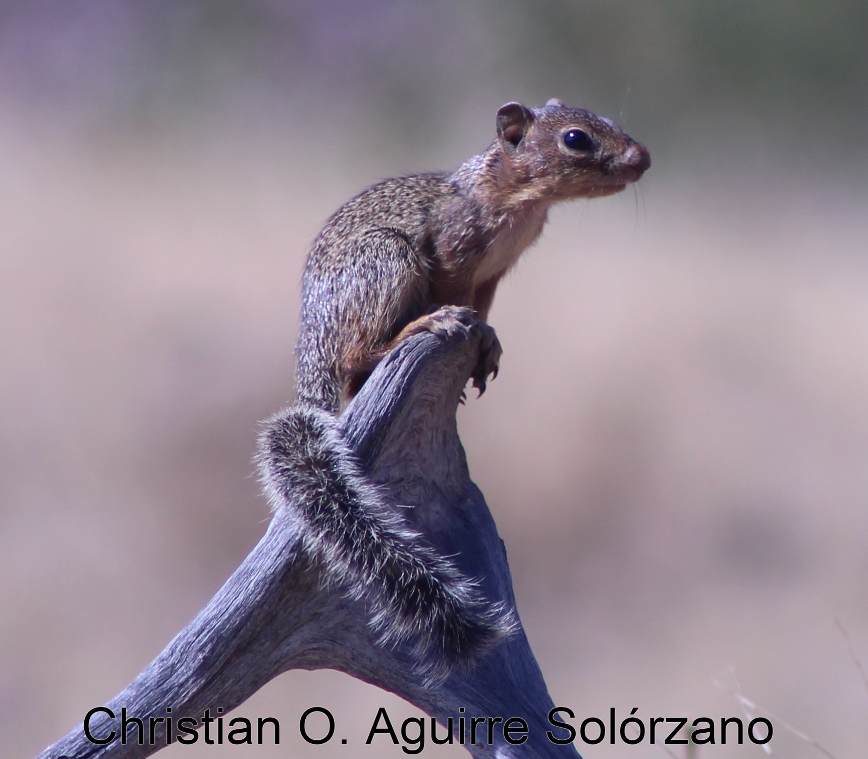 Notocitellus adocetus (Merriam, 1903)