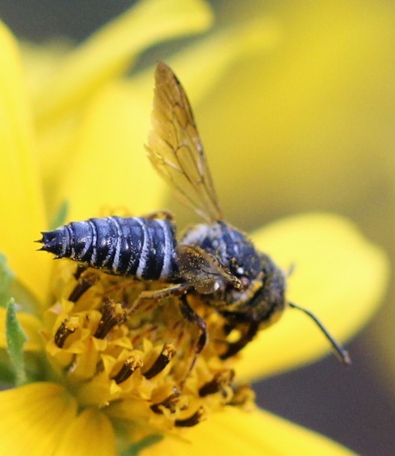 Sharptail Bees from Longview, TX, USA on October 3, 2021 at 04:39 PM by ...