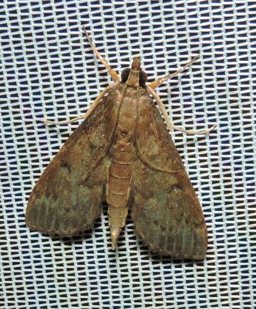 Grass Webworm Moth from Cundletown NSW 2430, Australia on April 21 ...