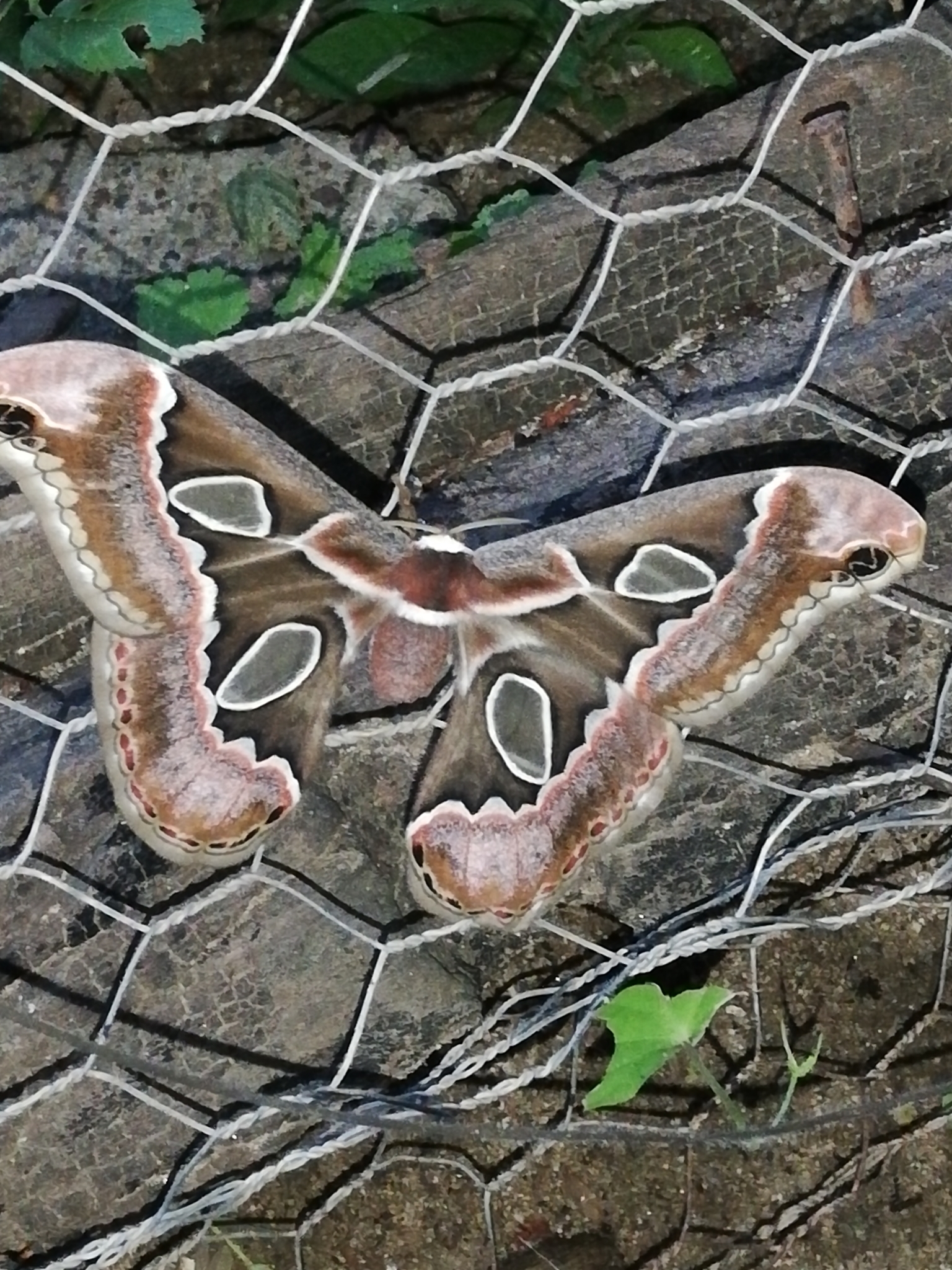 Rothschildia cinctus Tepper, 1883