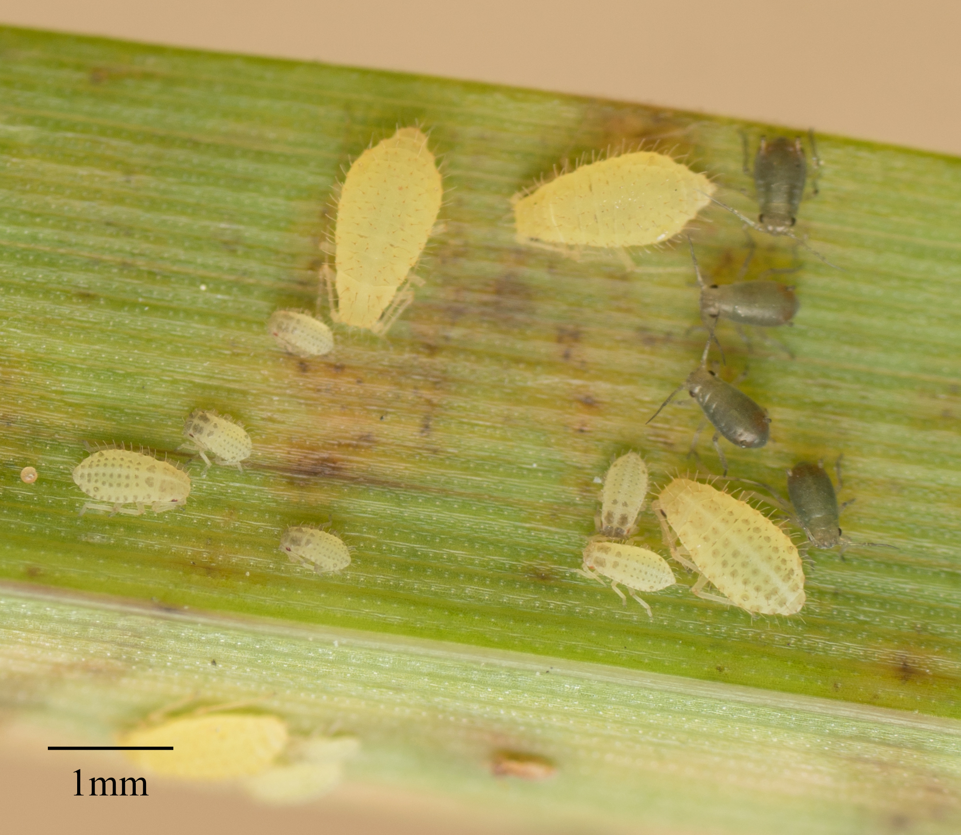 Sipha flava (Forbes, 1885)