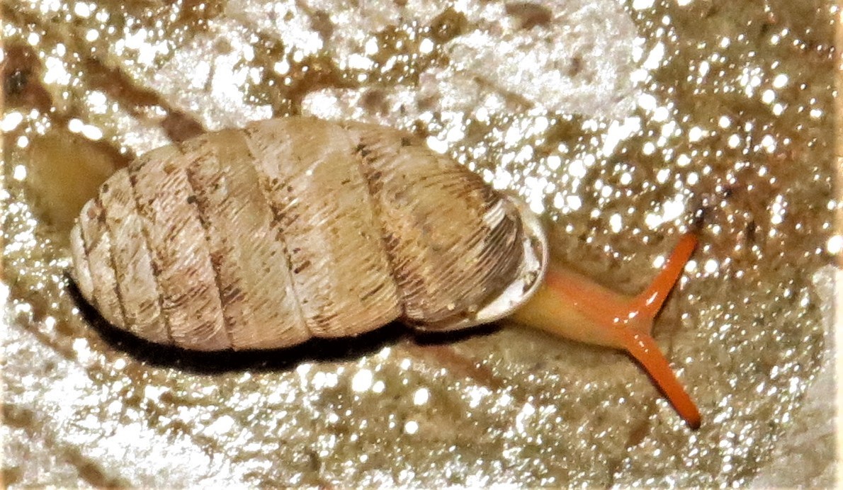 Gulella L.Pfeiffer, 1856