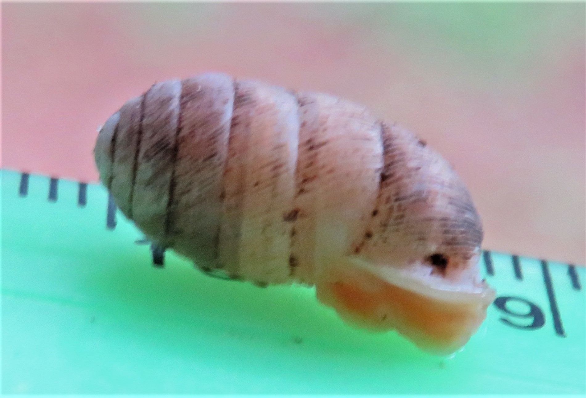 Gulella L.Pfeiffer, 1856