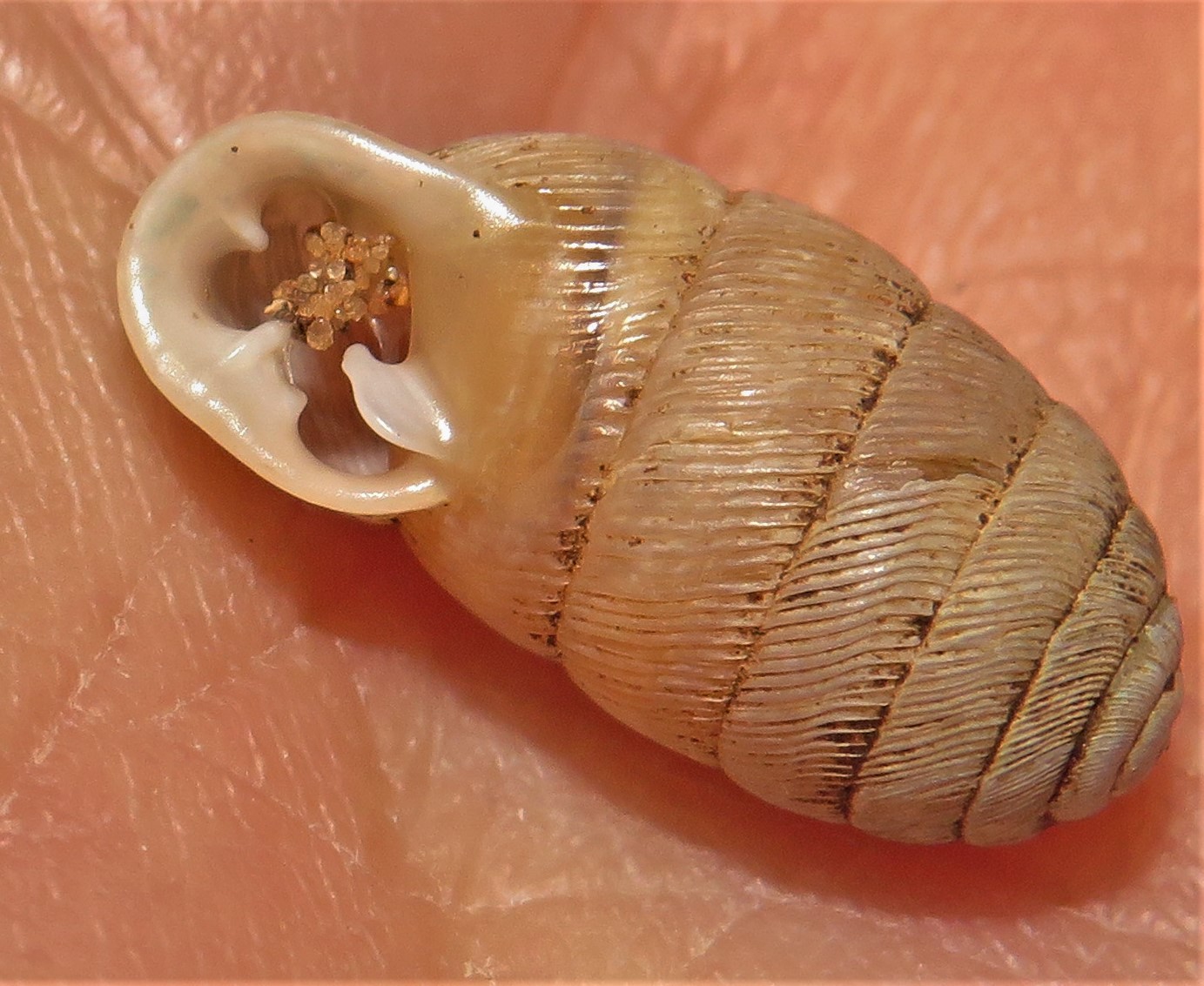 Gulella L.Pfeiffer, 1856