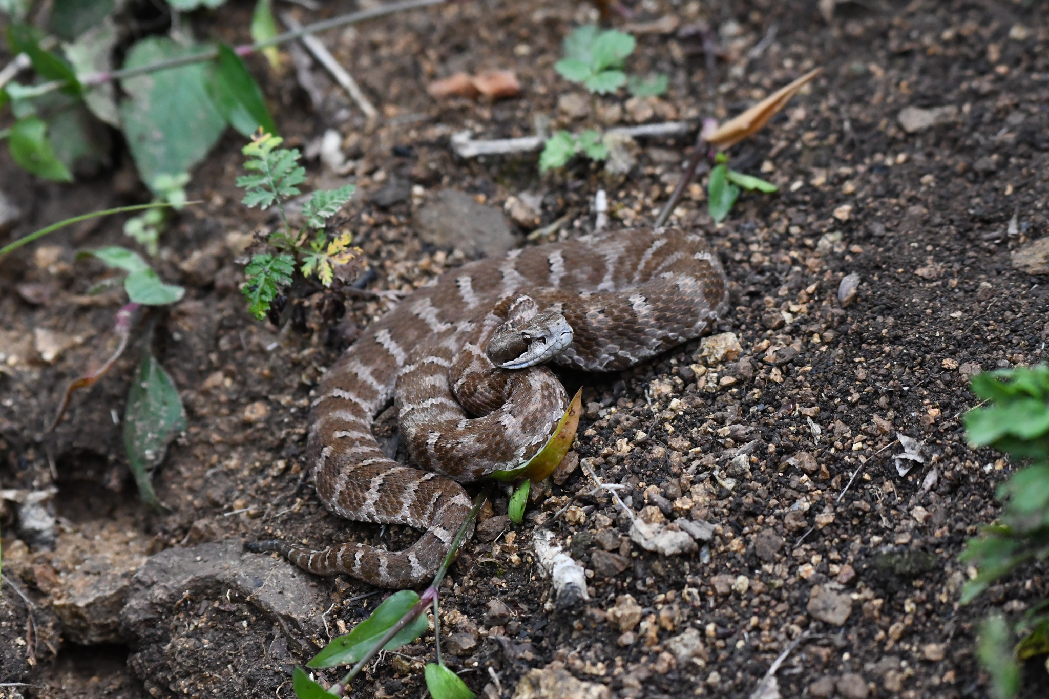 Gloydius intermedius (Strauch, 1868)
