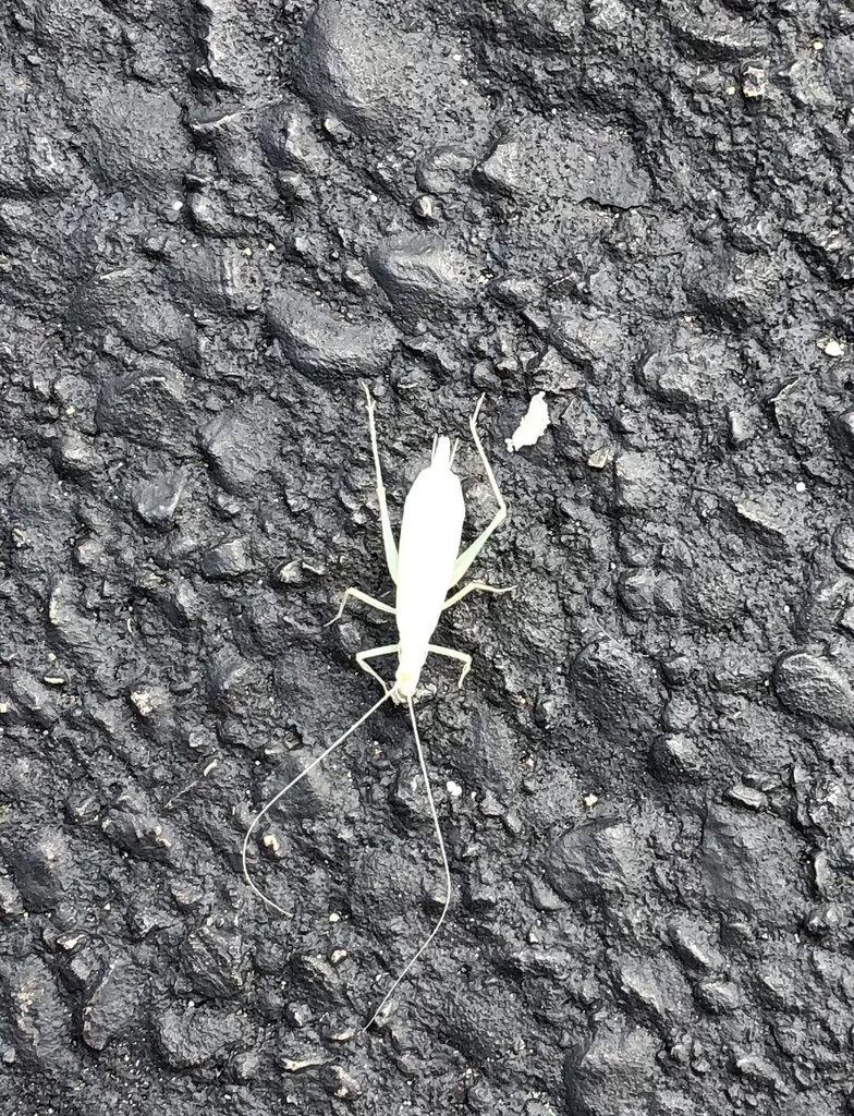 Snowy Tree Cricket from University of Dayton, Dayton, OH, US on October ...
