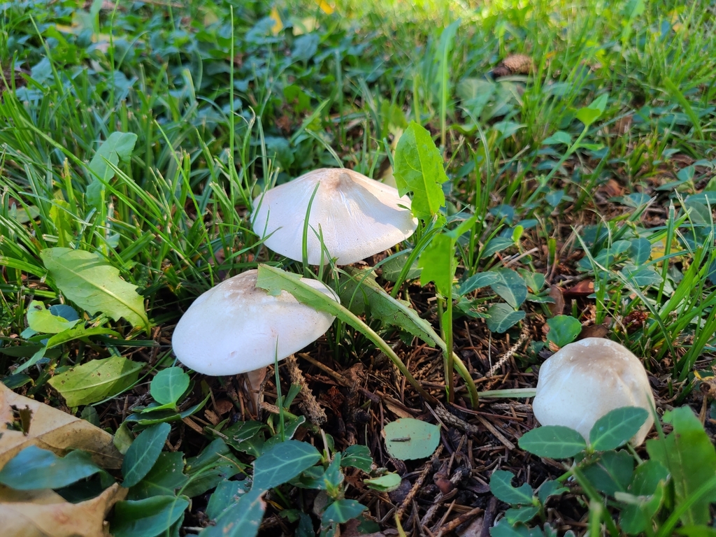 inky mushroom from Marion, IN, USA on October 4, 2021 at 03:18 PM by ...