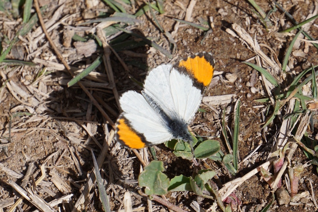 Southwestern Orangetip (Zion National Park Butterfly Guide 🦋) · iNaturalist