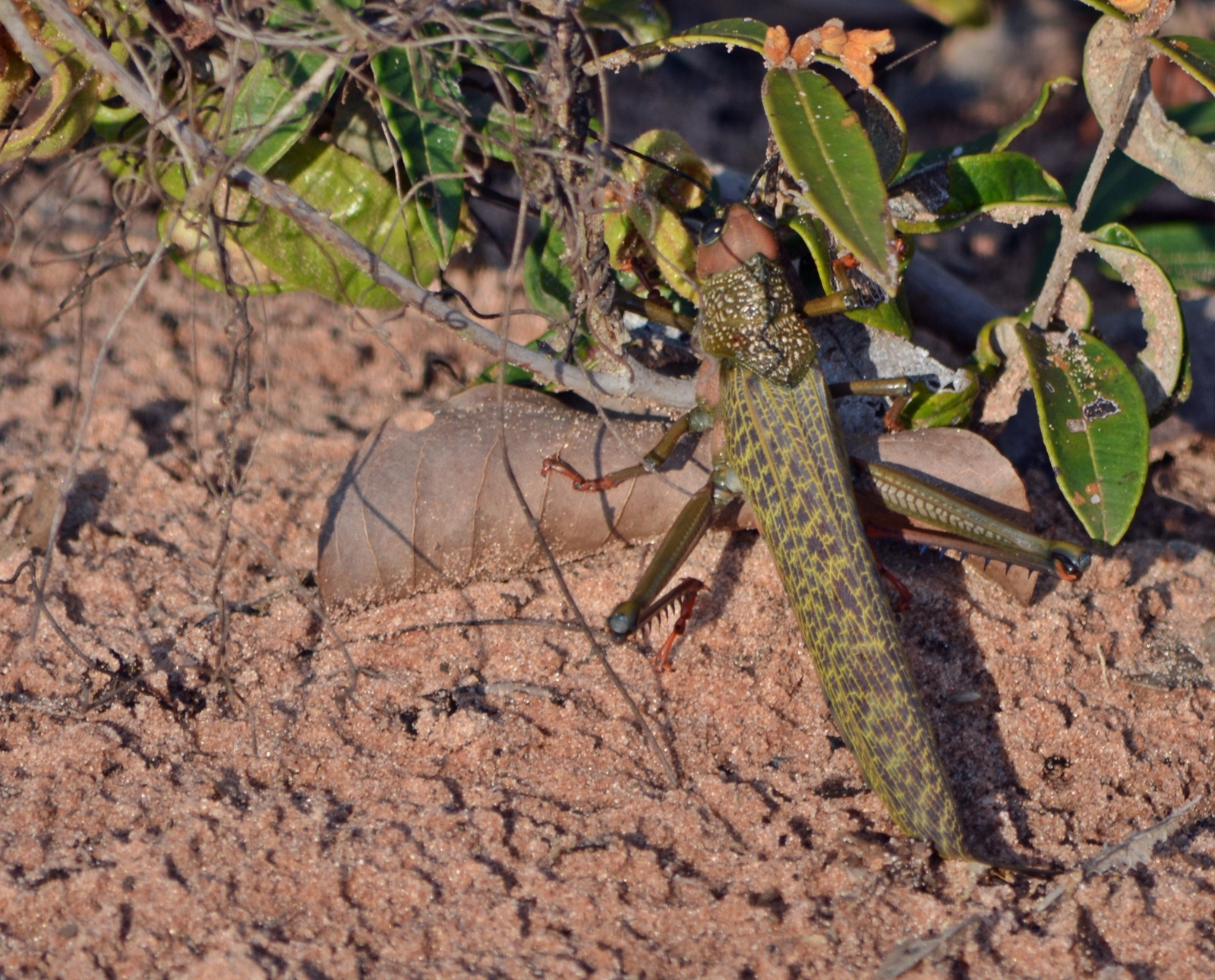 Tropidacris cristata cristata