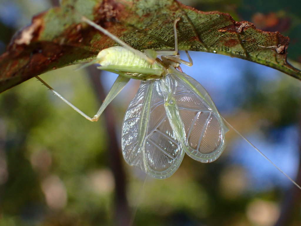 Broad-winged tree cricket from McDonald County, MO, USA (Mike's Creek ...
