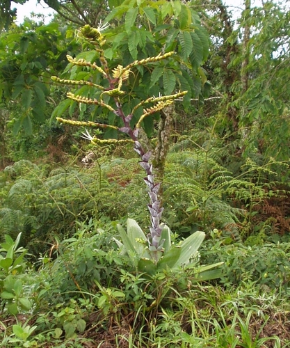 Alcantarea extensa · iNaturalist