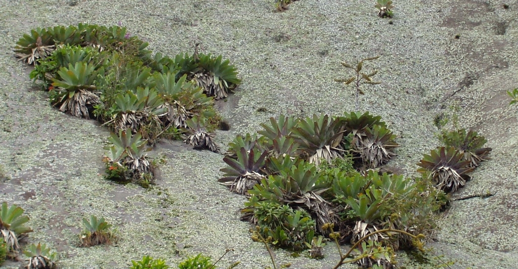Alcantarea extensa from Domingos Martins - ES, 29260-000, Brasil on ...