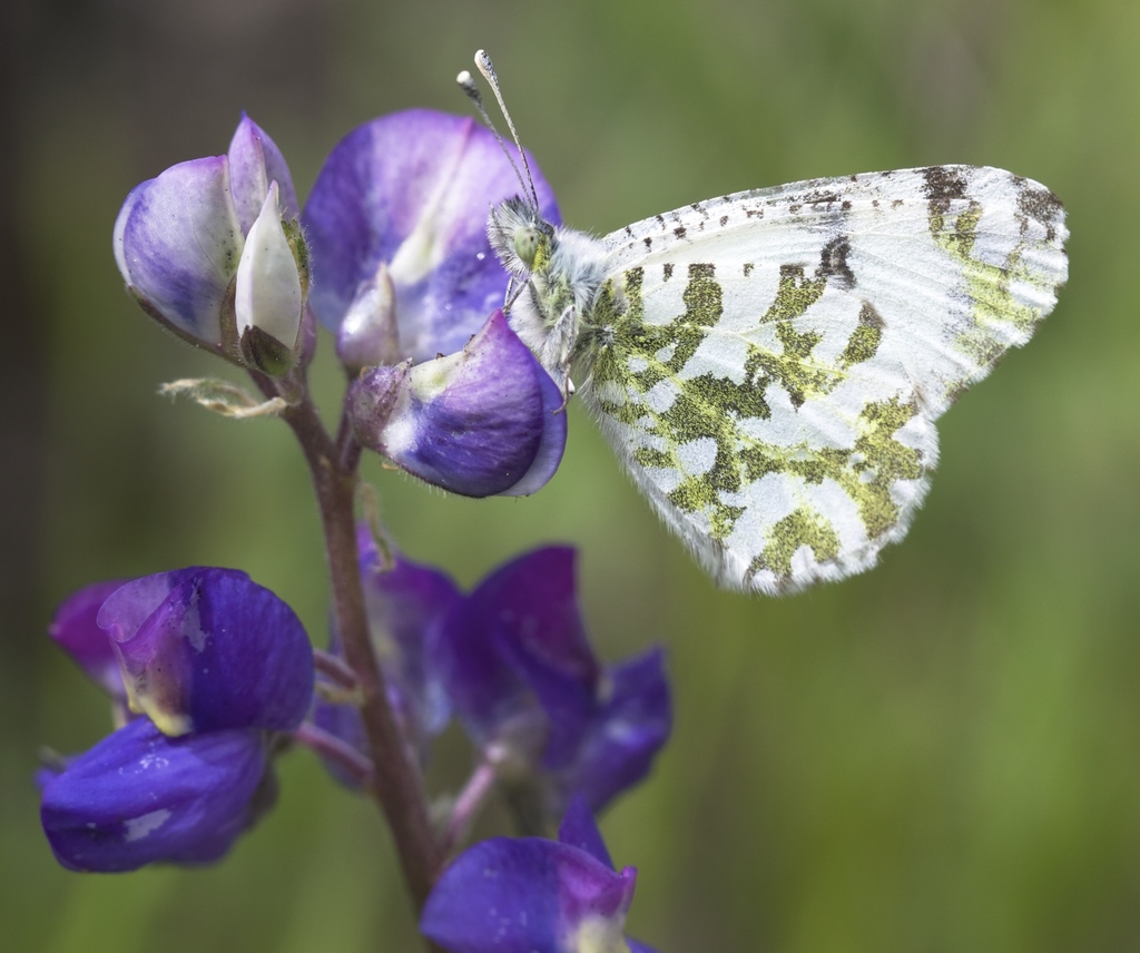 California Marble (Yosemite National Park Butterfly Guide 🦋) · iNaturalist