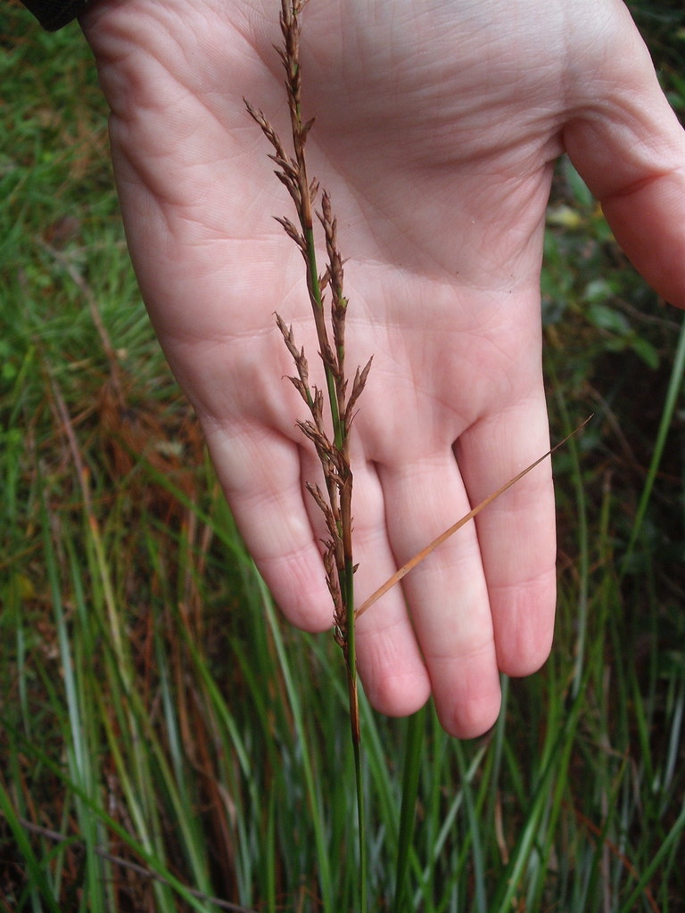 variable sword-sedge (Flora on K'gari) · iNaturalist