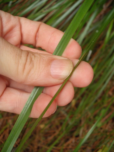 variable sword-sedge (Flora on K'gari) · iNaturalist