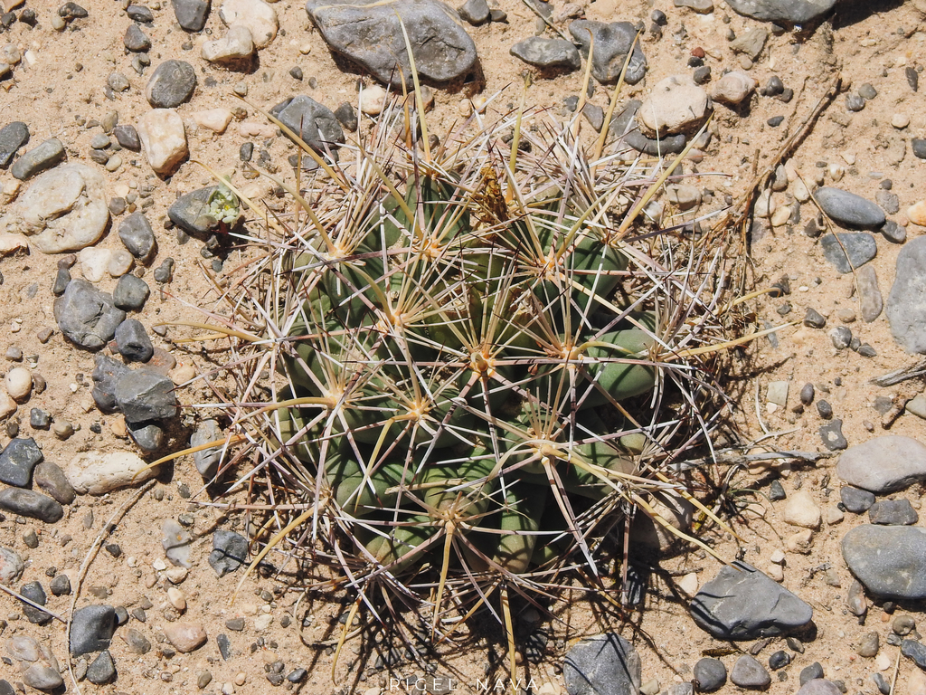Long-tubercled Cory Cactus in August 2021 by Rigel Nava · iNaturalist