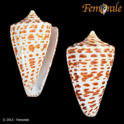 Alphabet Cone (Marine Shells of Fort Pickens, Gulf Islands National ...