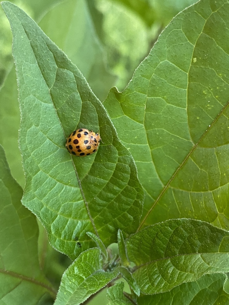 Hadda Beetle from Orion Court, Molendinar, QLD, AU on September 10 ...