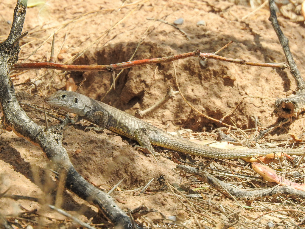 Marbled Whiptail from Guadalupe, Chihuahua, Mexico on August 11, 2021 ...